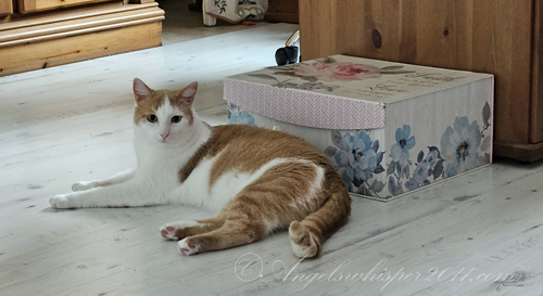 Thankful Thursday | Angelswhisper2011